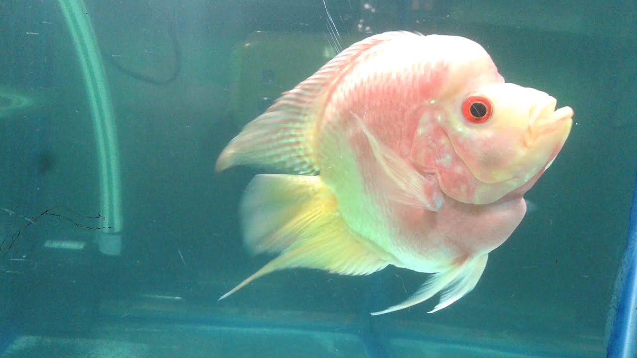 short body flowerhorn 3 months only - YouTube