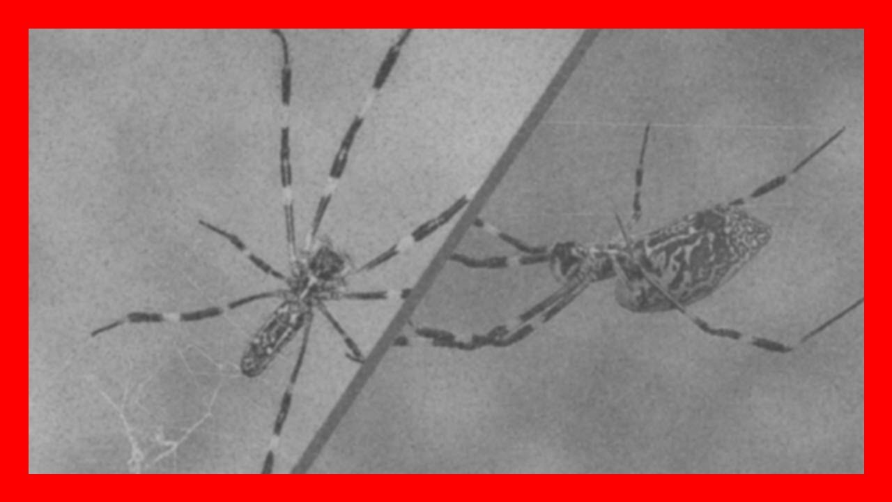 Flying Spiders Invade Northeast - YouTube