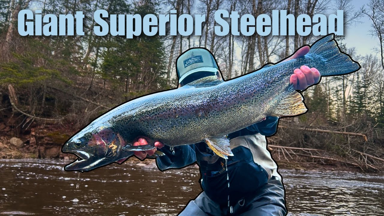 30”+ Superior Steelhead on the Fly; Lake Superior Spring Run Steelhead ...