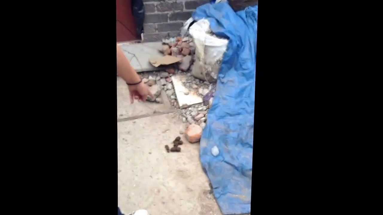 Caca de alíen ooooo - YouTube