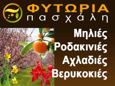 ΦΥΤΩΡΙΑ-ΠΑΣΧΑΛΗΣ 2 - YouTube