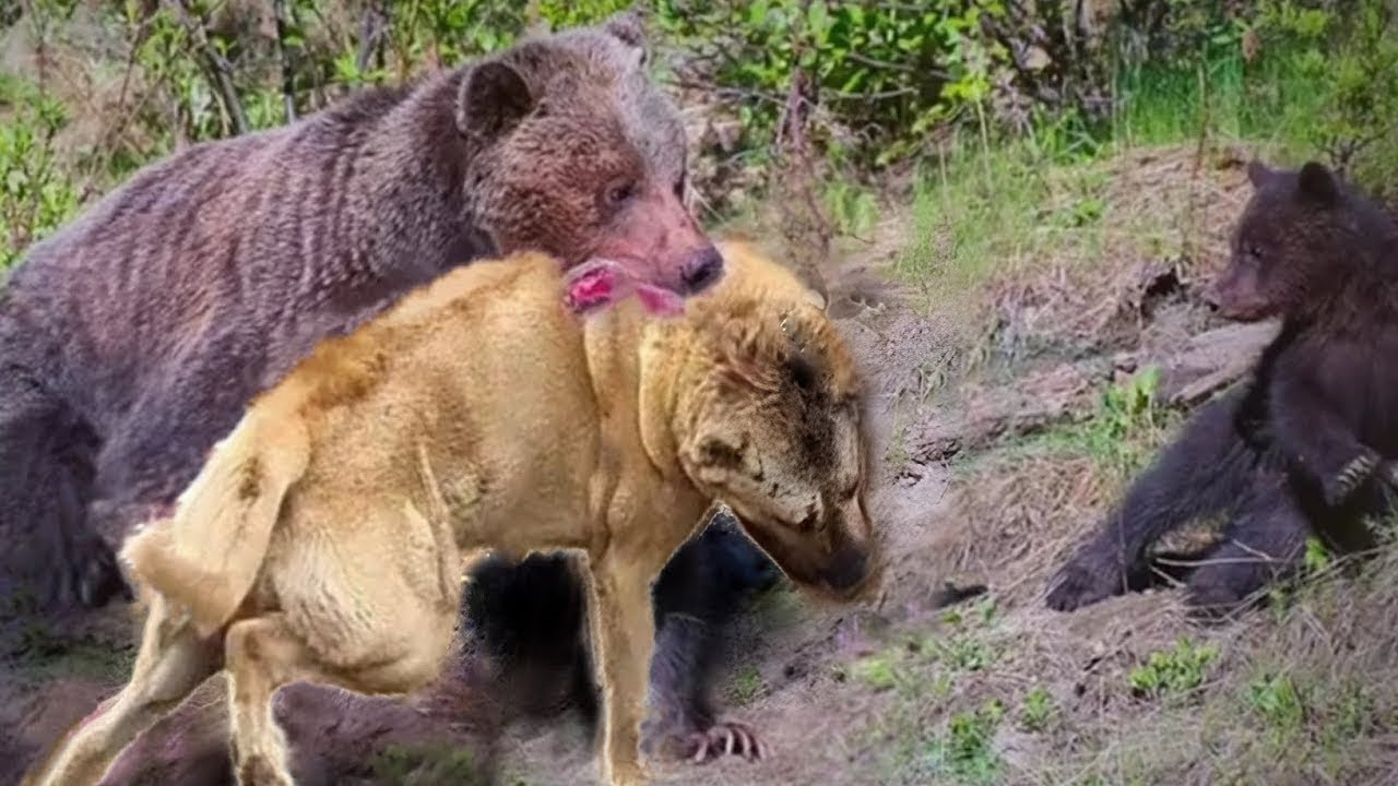 30 Scary Moments When Kangal Dog Attacks Bear Without Mercy | Dogs ...