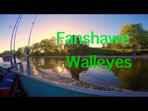 Fanshawe walleye!! Big Fish!!! - YouTube