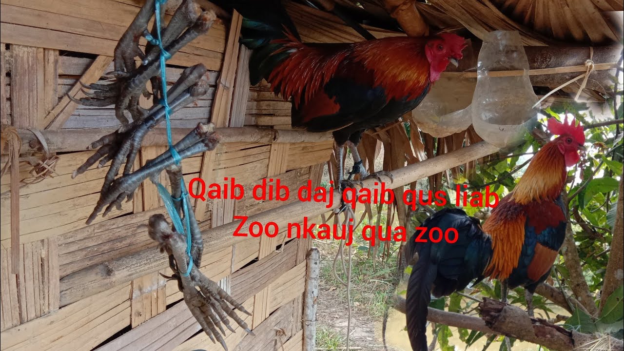 Qaib dib daj qaib qus liab zoo nkauj qua zoo heev - YouTube