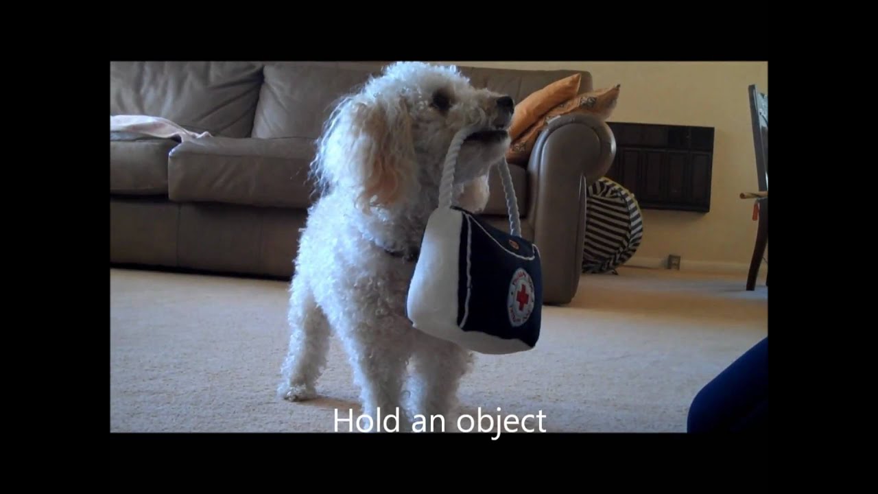 Miniature Poodle Tricks #4 - YouTube