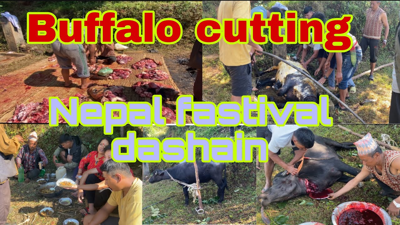 Buffalo cutting in nepal big festival dashain || Nepali village life ...
