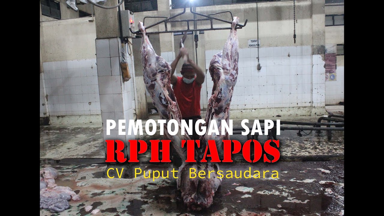 Pemotongan Sapi Dengan Metode Stunning Di RPH Tapos Depok - YouTube
