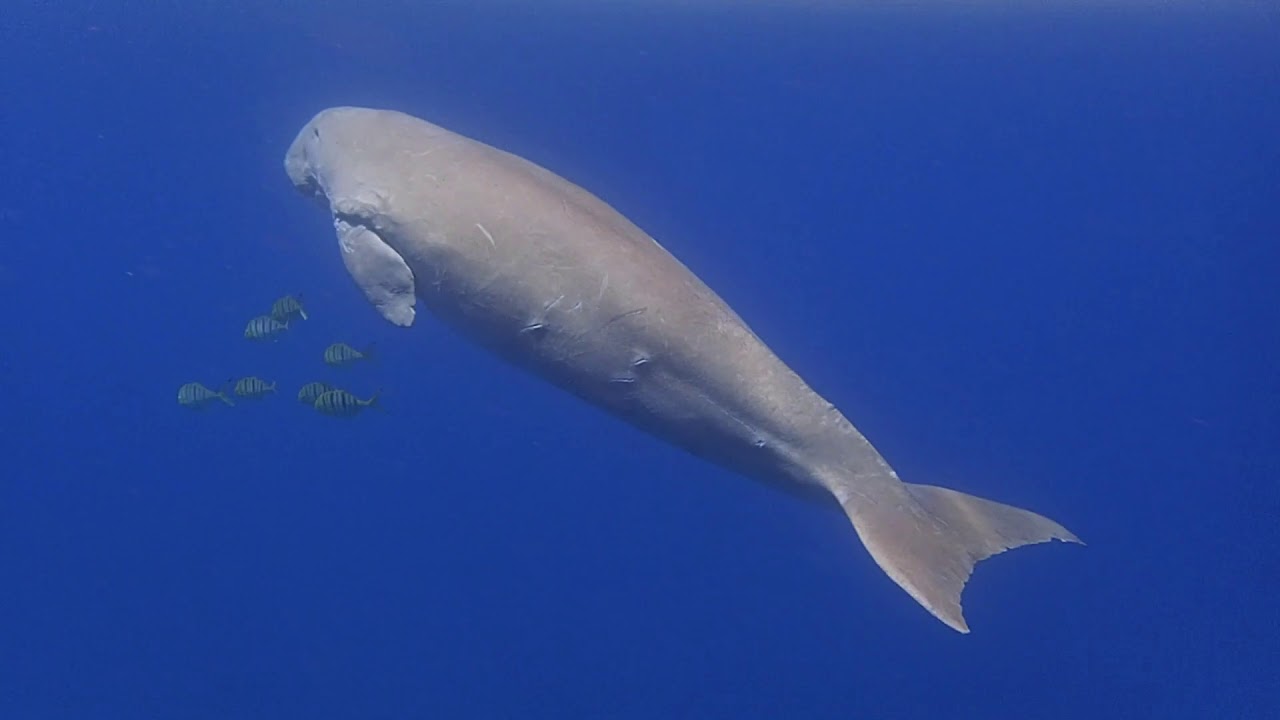 Red Sea dolphins, Dugong dugon - YouTube