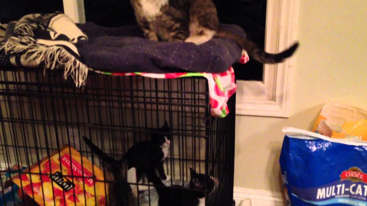 Kitten grabbing cats swinging tail - YouTube