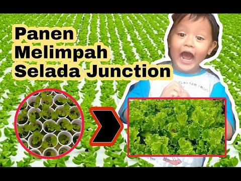 Perkembangan selada 1 HST hingga panen - bahan seadanya panen melimpah ...