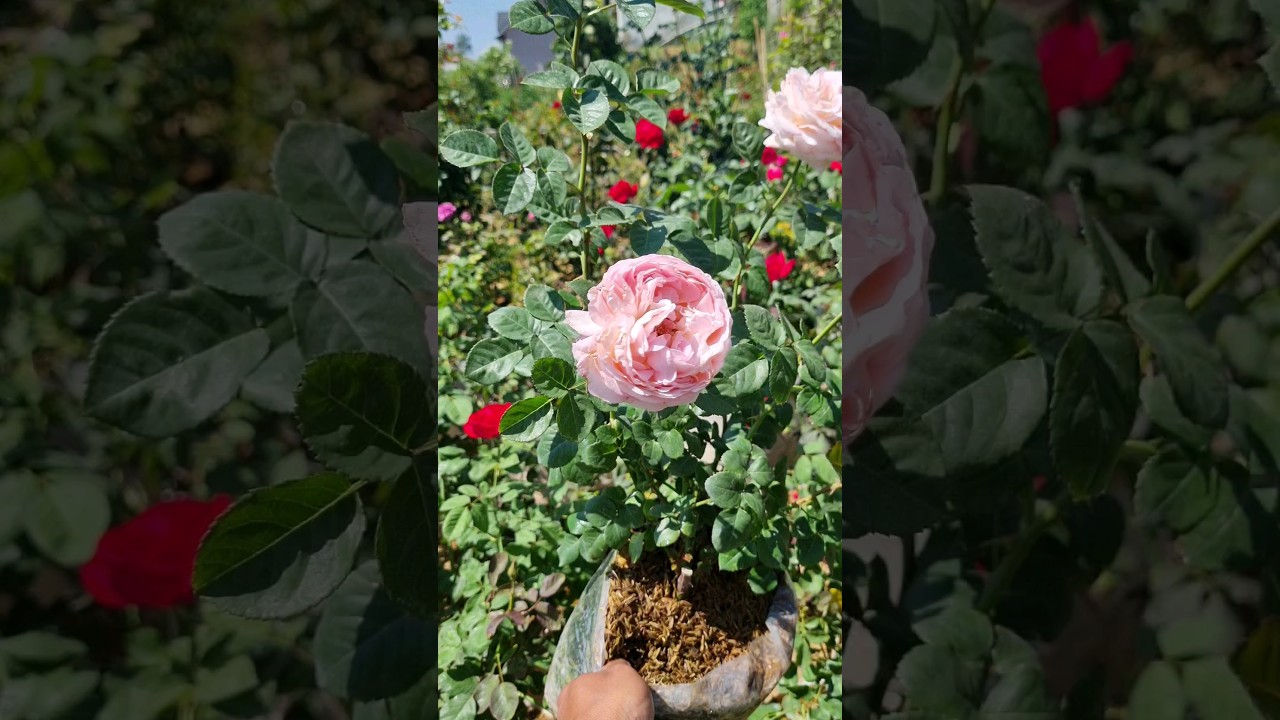 BUNGA MAWAR JEPANG | MAWAR AUBE - YouTube