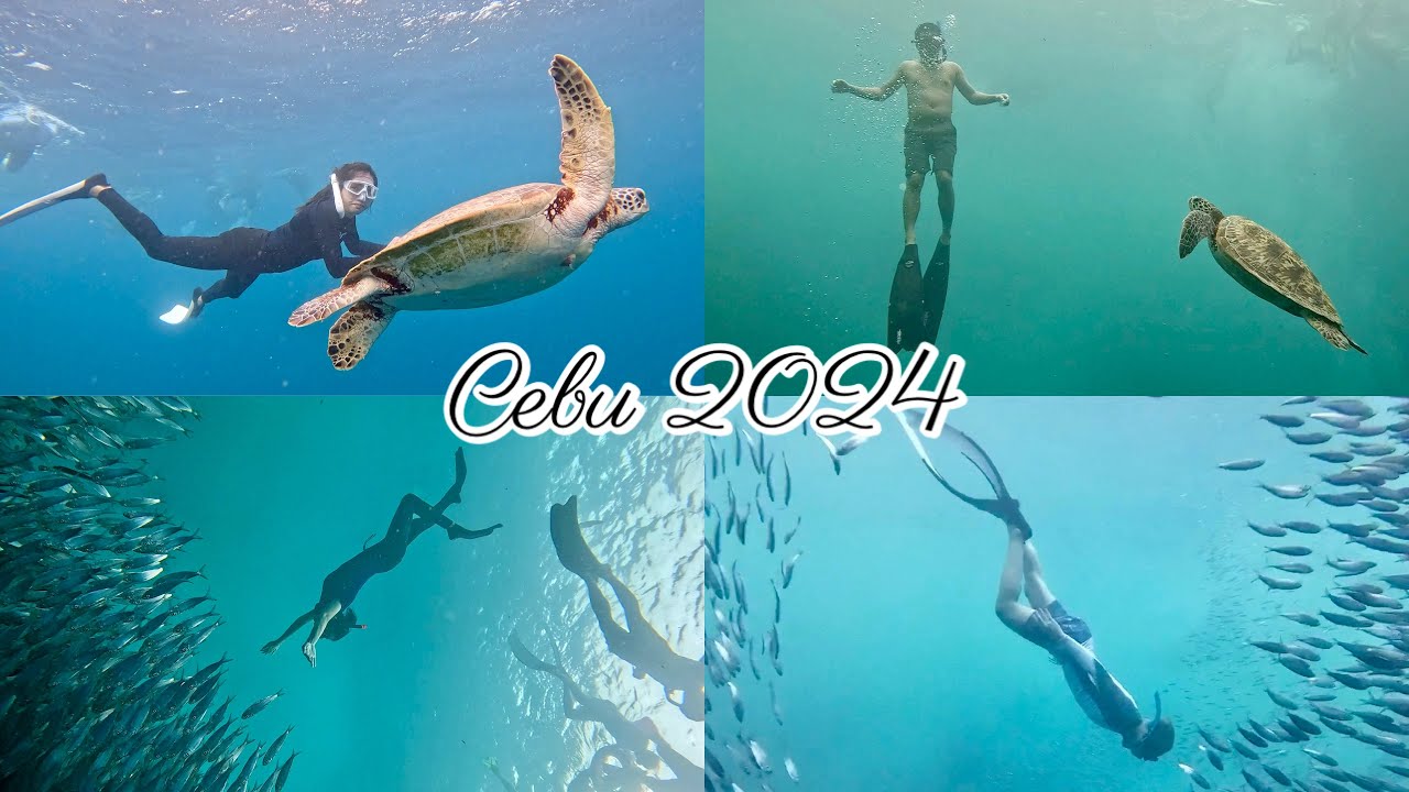 Cebu Trip 2024 | Sardine Run, Turtle Chasing & Kawasan Canyoneering ...