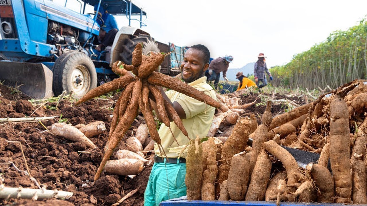 CASSAVA CULTIVATION FARMING AND HARVESTING - MODERN AGRICULTURAL ...