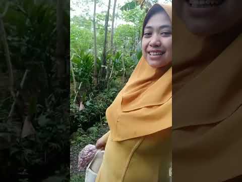 Kompilasi 001 Hijab Tobrut Gondal Gandul No Armor Boba Nya Tuing Temenin Aku Yuk Stw Tobrut