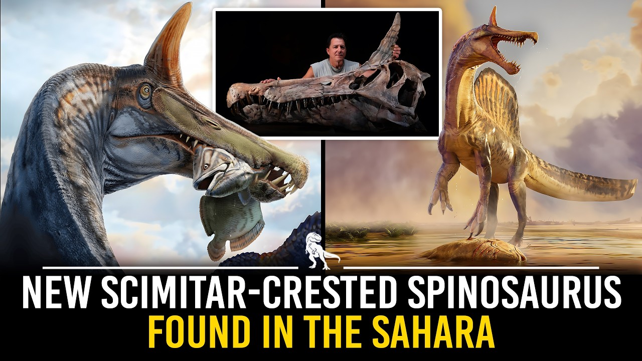 NEW SCIMITAR-CRESTED SPINOSAURUS FOUND IN THE SAHARA | #Spinosaurus # ...
