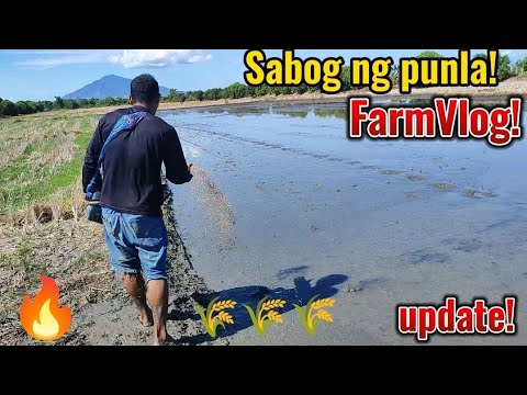 Sabog tanim! sa Alonzo with Kuya Engket! 🌾🌾🌾 - YouTube