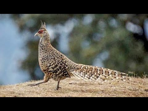 Wild Cheer pheasant (Catreus wallichii) call - YouTube