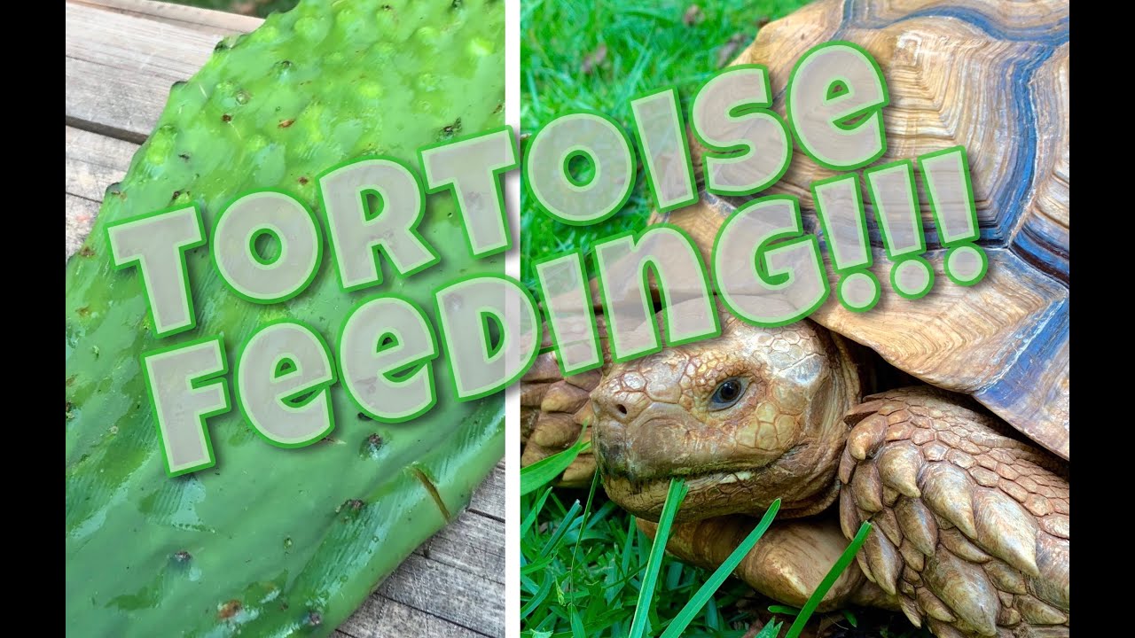 Feeding my tortoises cactus!! - YouTube