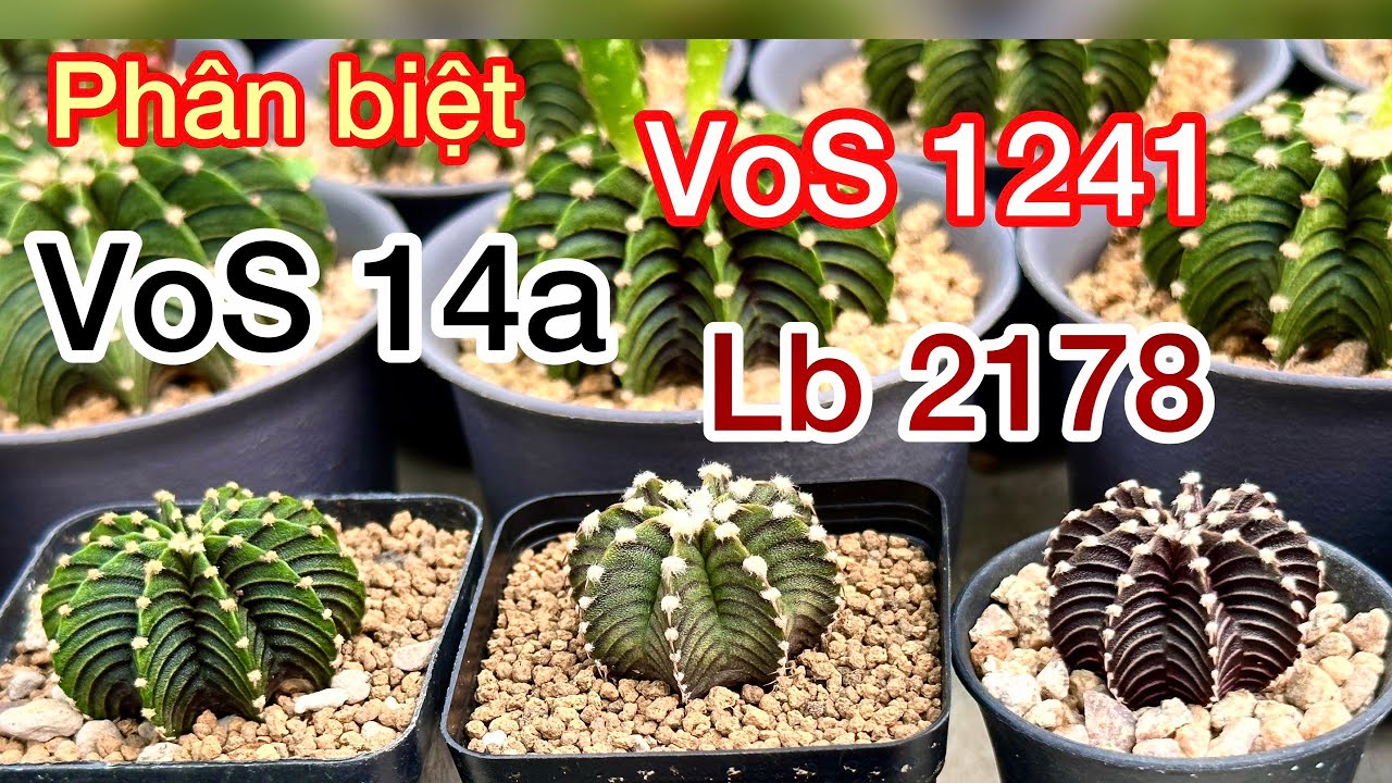 Hướng dẫn phân biệt VoS 14a, VoS 1241 ,Lb 2178| BMT Cactus #lb2178 #Vos1241 #vos14a #catus - YouTube