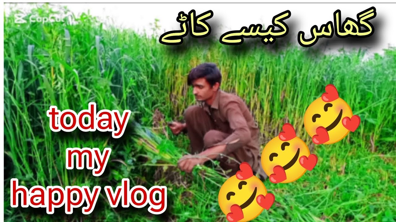 Ghass kasay kattay hay💕 today my bast vlog 🥰 daily vlog Routine ♥️ ...