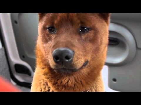 Mino Shiba Inu Drive - YouTube