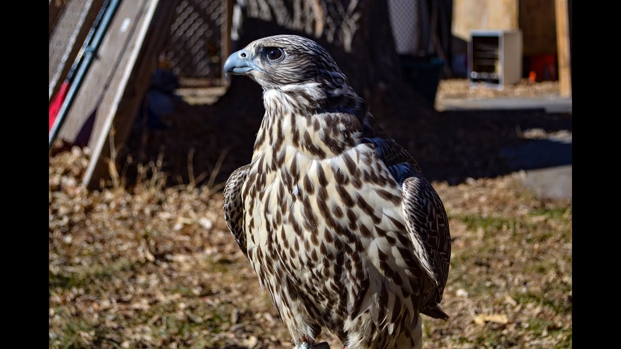 Falconry: drone training- testing the Mavic pro 2 as a falconry drone ...