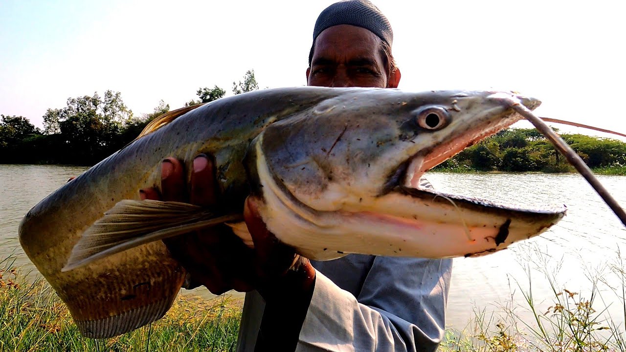Big Wallago Attu catfish hunting | Big Murrel fish catching Video ...