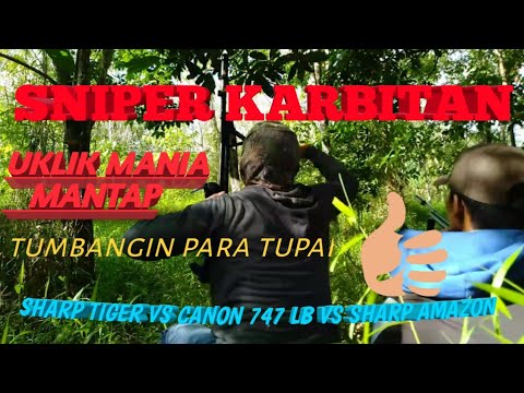 Berburu tupai dengan uklik SHARP TIGER VS CANON 747 LB VS SHARP AMAZON!!! - YouTube