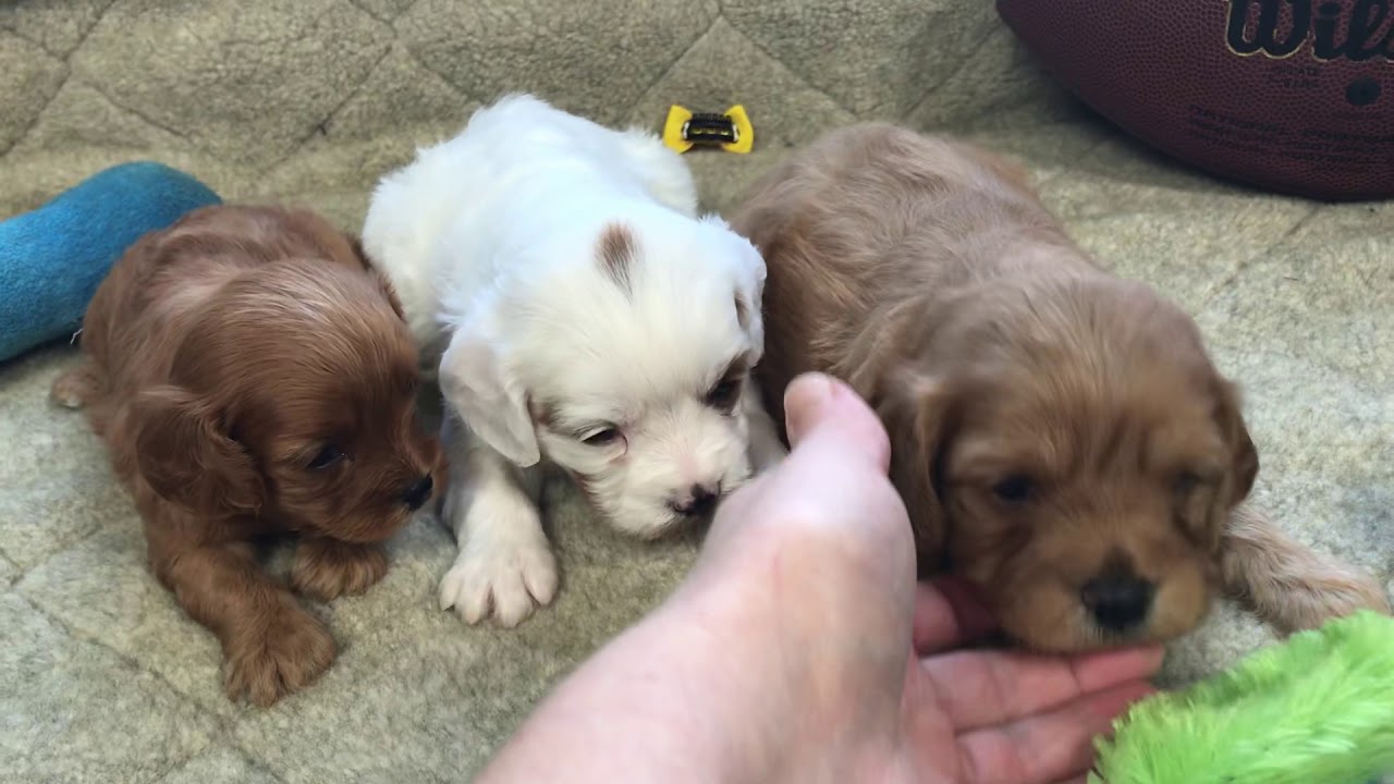 Male Cavapoos born 12/9 - YouTube
