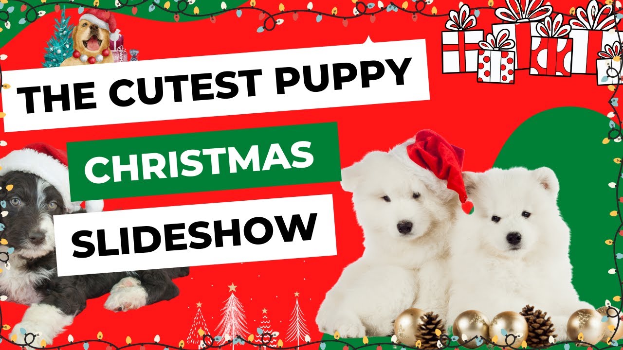 The Cutest Puppy Christmas Slideshow, Christmas Puppy Pictures, The ...