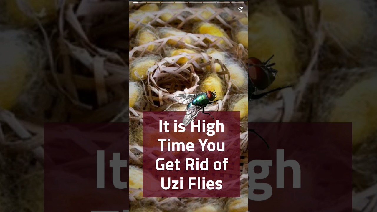 Uzi Fly Control using Fly Traps #sericulture #flytrap #uzifly - YouTube