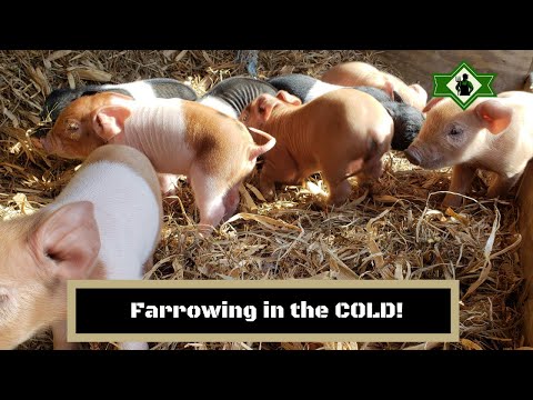 Farrowing in the \