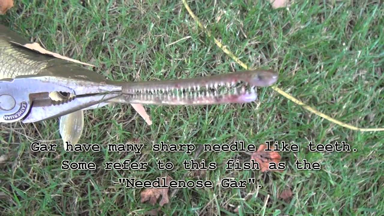 GAR FISHING - YouTube