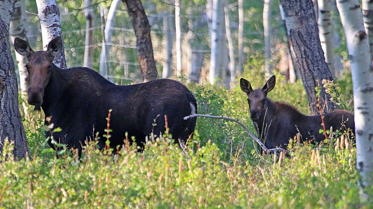Tips for moose encounter safety in Utah - YouTube