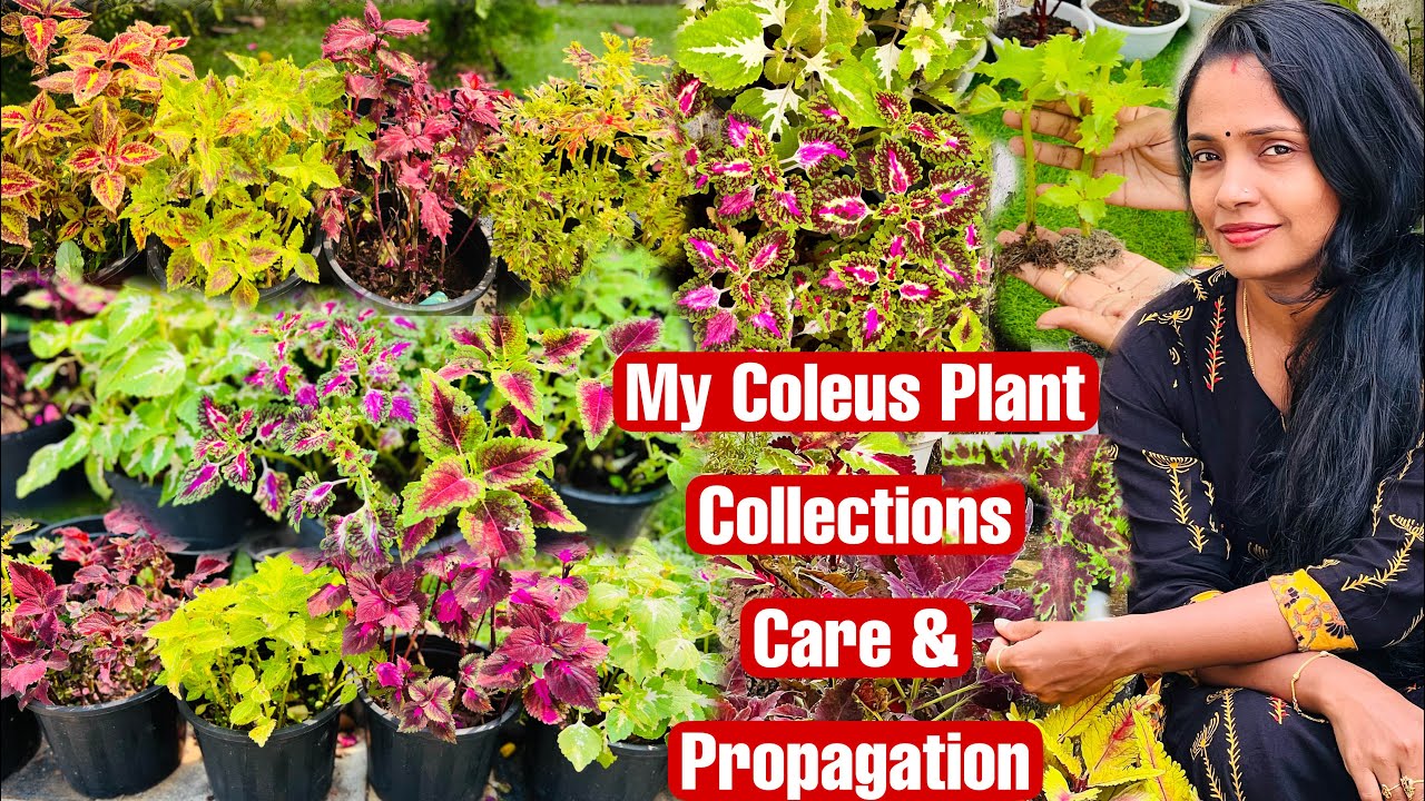 Coleus Plant | കണ്ണാടിചെടി | Care & Propagation | Tips for Bushy Plants ...