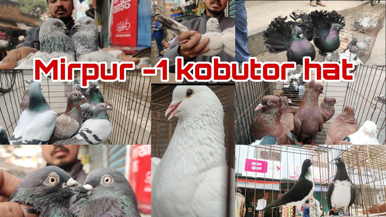 মিরপুর ১ কবুতরের হাট। শীতে জমেছে বেচাকেনা। kobutor hat mirpur 1 - YouTube
