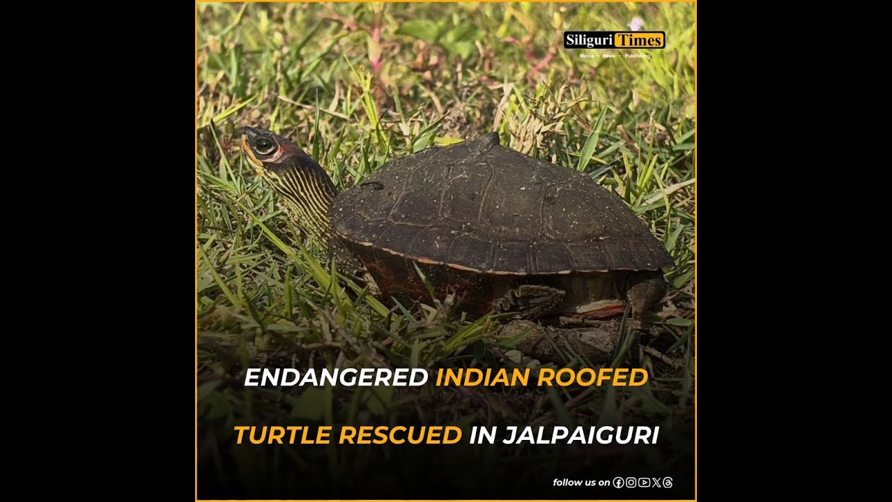 Endangered Indian Roofed Turtle rescued in Jalpaiguri (Bangla) - YouTube