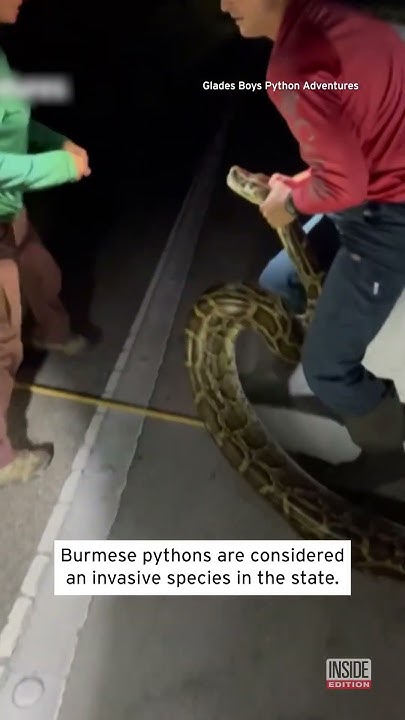 19-Foot Python is the Largest Caught in Florida #shorts - YouTube