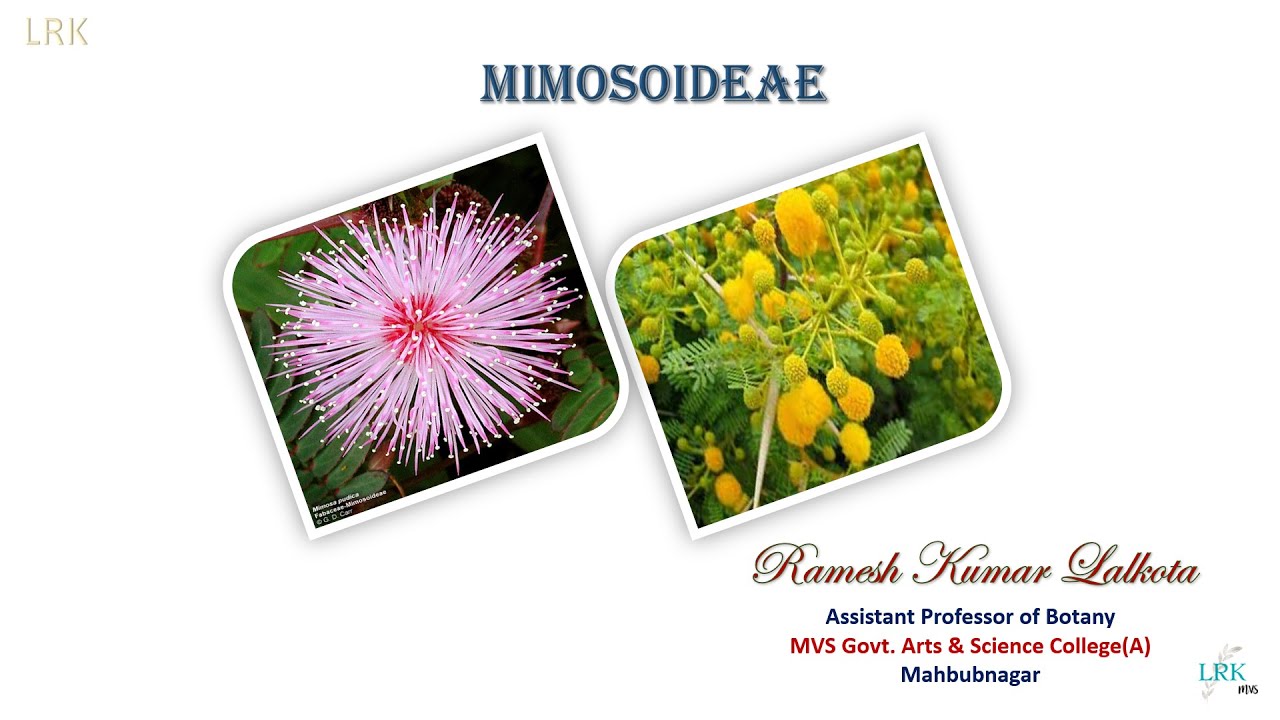 Mimosoideae Family - YouTube