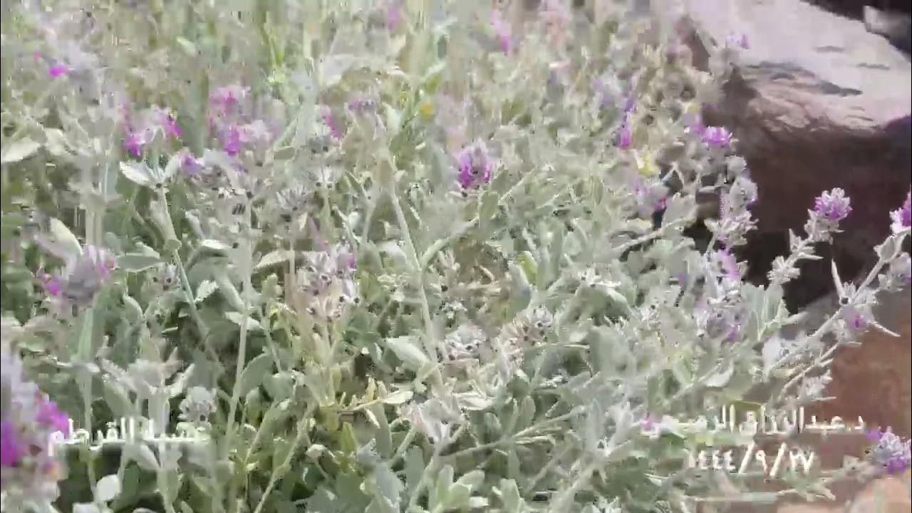 عشبة القرطم - YouTube