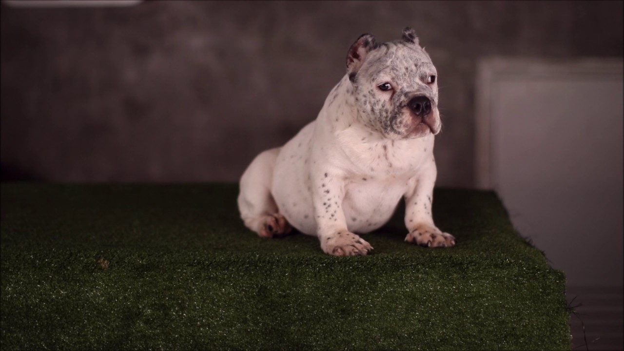 EXOTIC BULLY BLACK DOT OF SURPRISE BLOOD LINE - YouTube