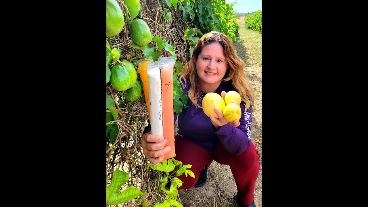 Esquimalitos Boricuas 🍧🇵🇷 36 Sabores de 1 Pie 😲 Todo Fresco Directo de ...