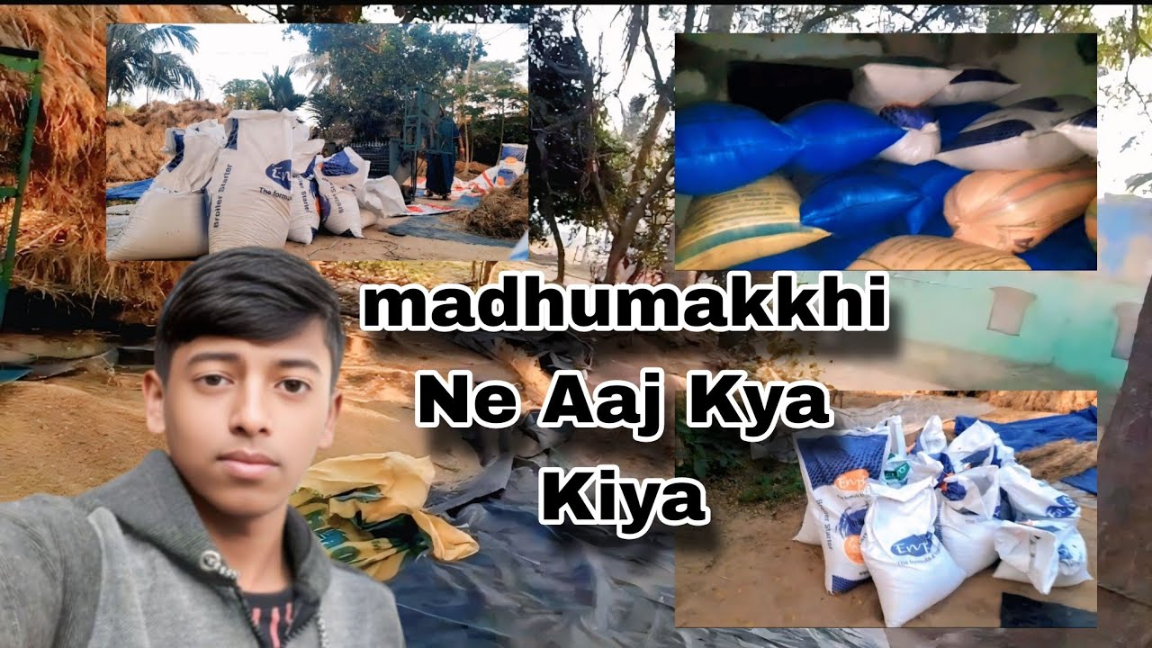 Dhaan Udate Waqt Madhumakkhi Ne Kaat Liya 😱 | Real Gaon Vlog - YouTube