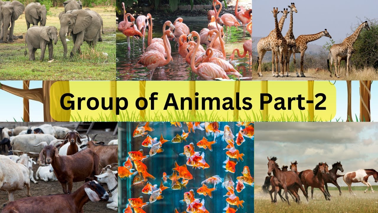 Animals Group Name | Group of Animals Names | Collective Nouns for ...