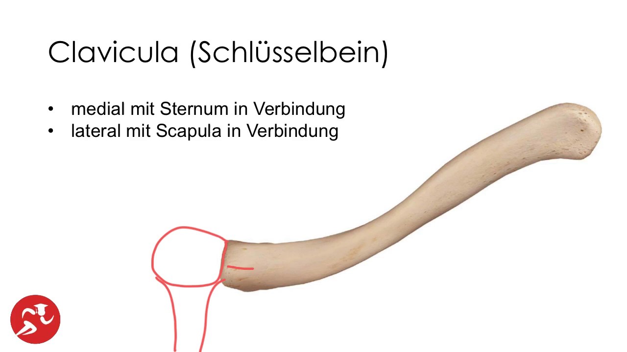 Clavicula - YouTube
