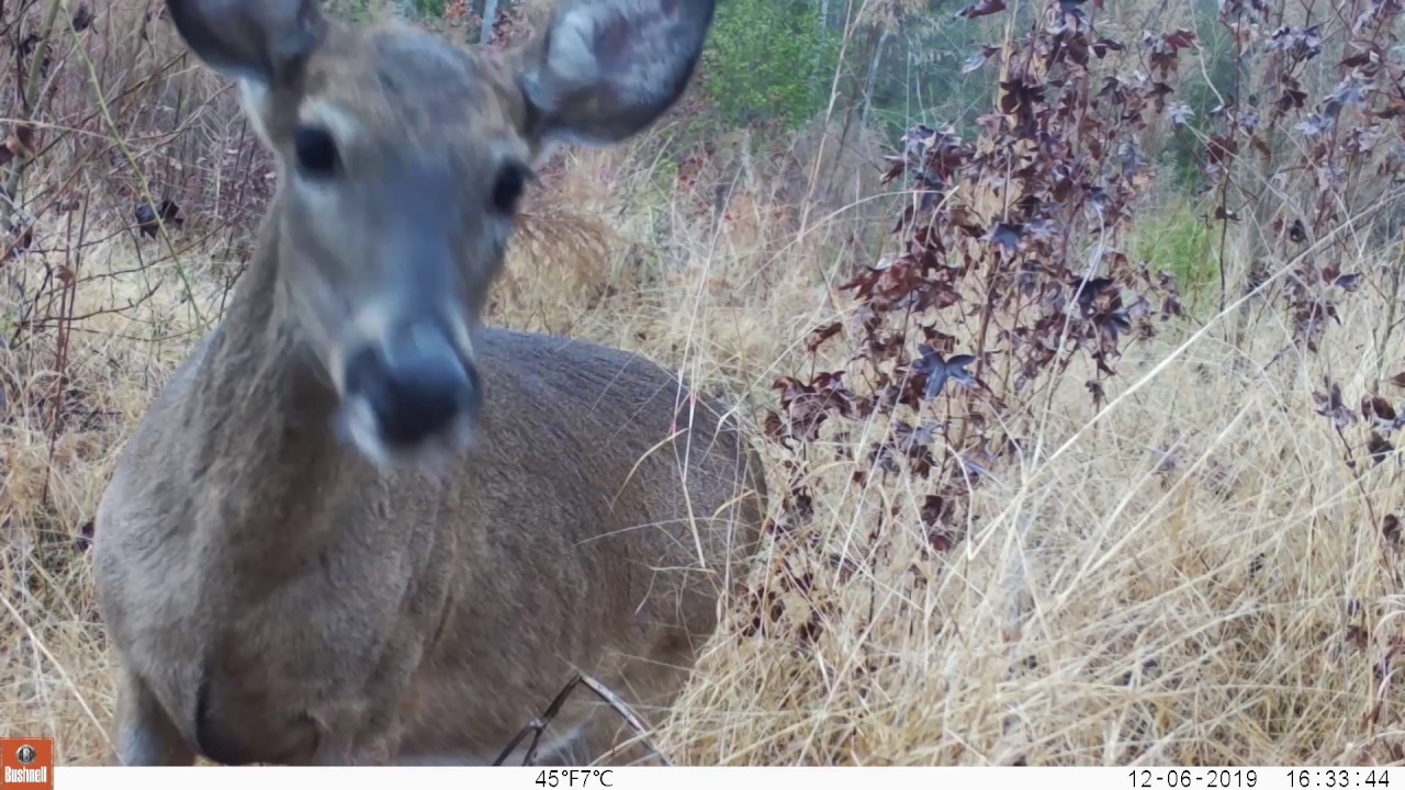 Deer Up Close - YouTube