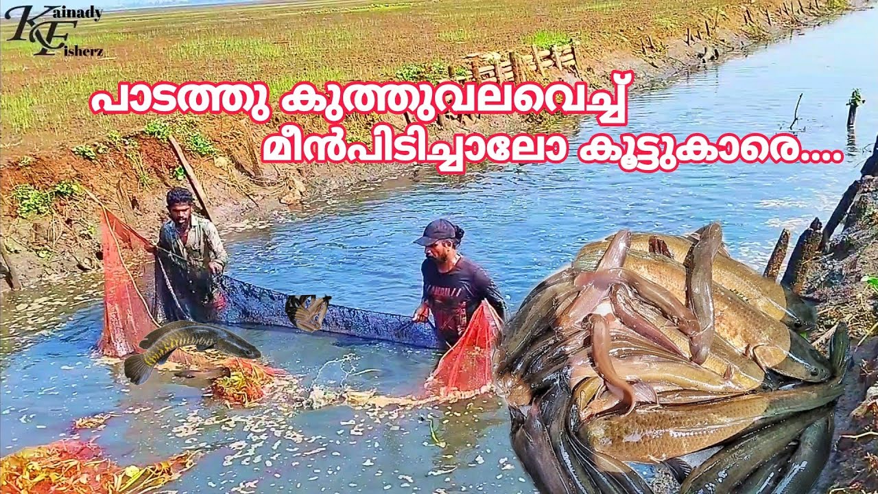 24000 പാടത്തു കുത്തുവലവെച്ചു വരാലും കാരിയും ചെമ്പല്ലിയും പിടിക്കുന്നത് ...