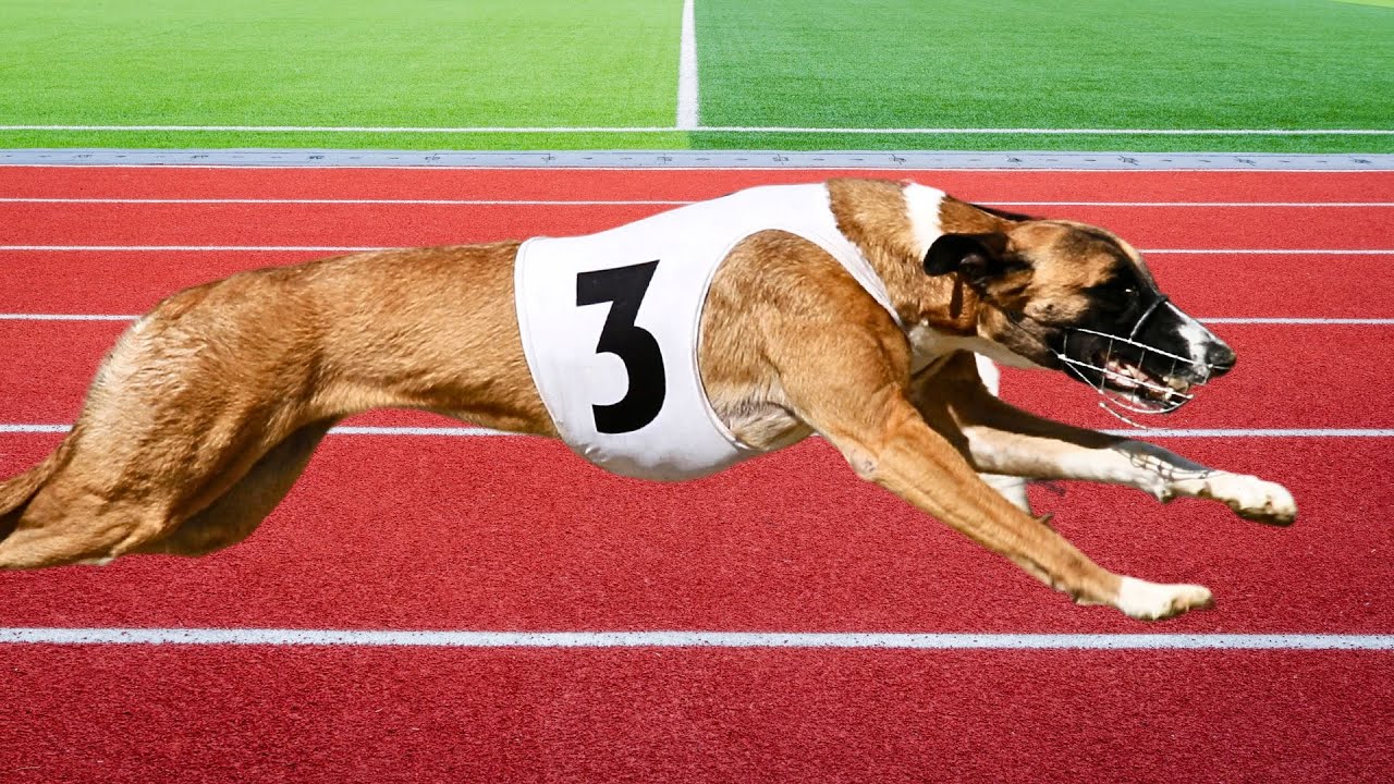 The Fastest Dog in the World - YouTube