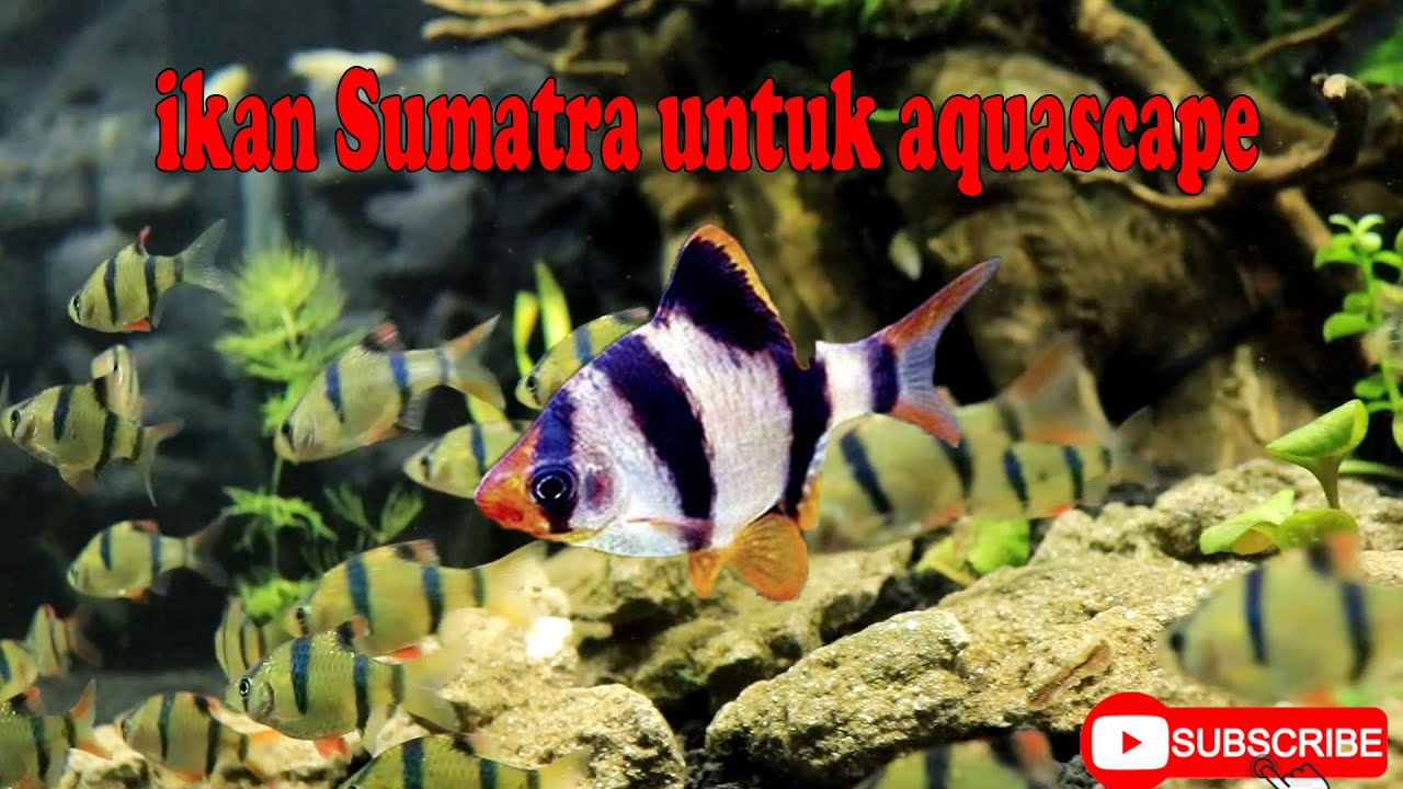 IKAN SUMATRA TIGER UNTUK AQUASCAPE - YouTube