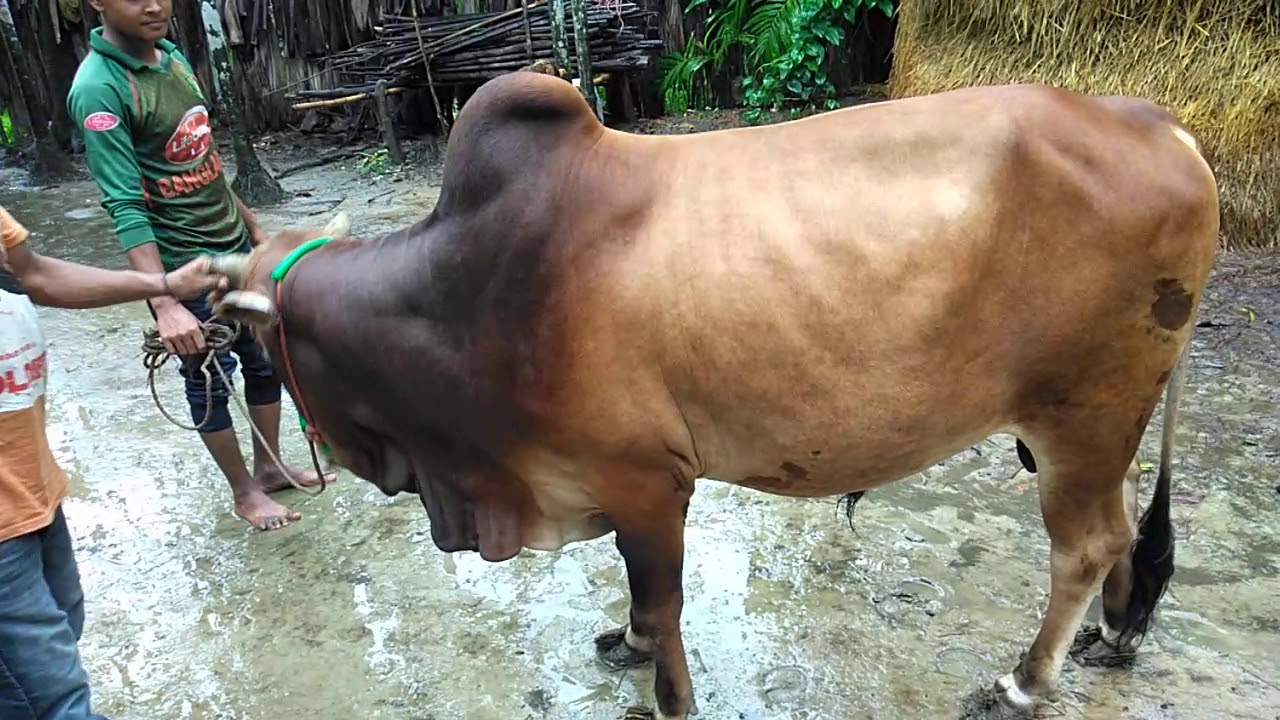 My eid cow 2020 - YouTube